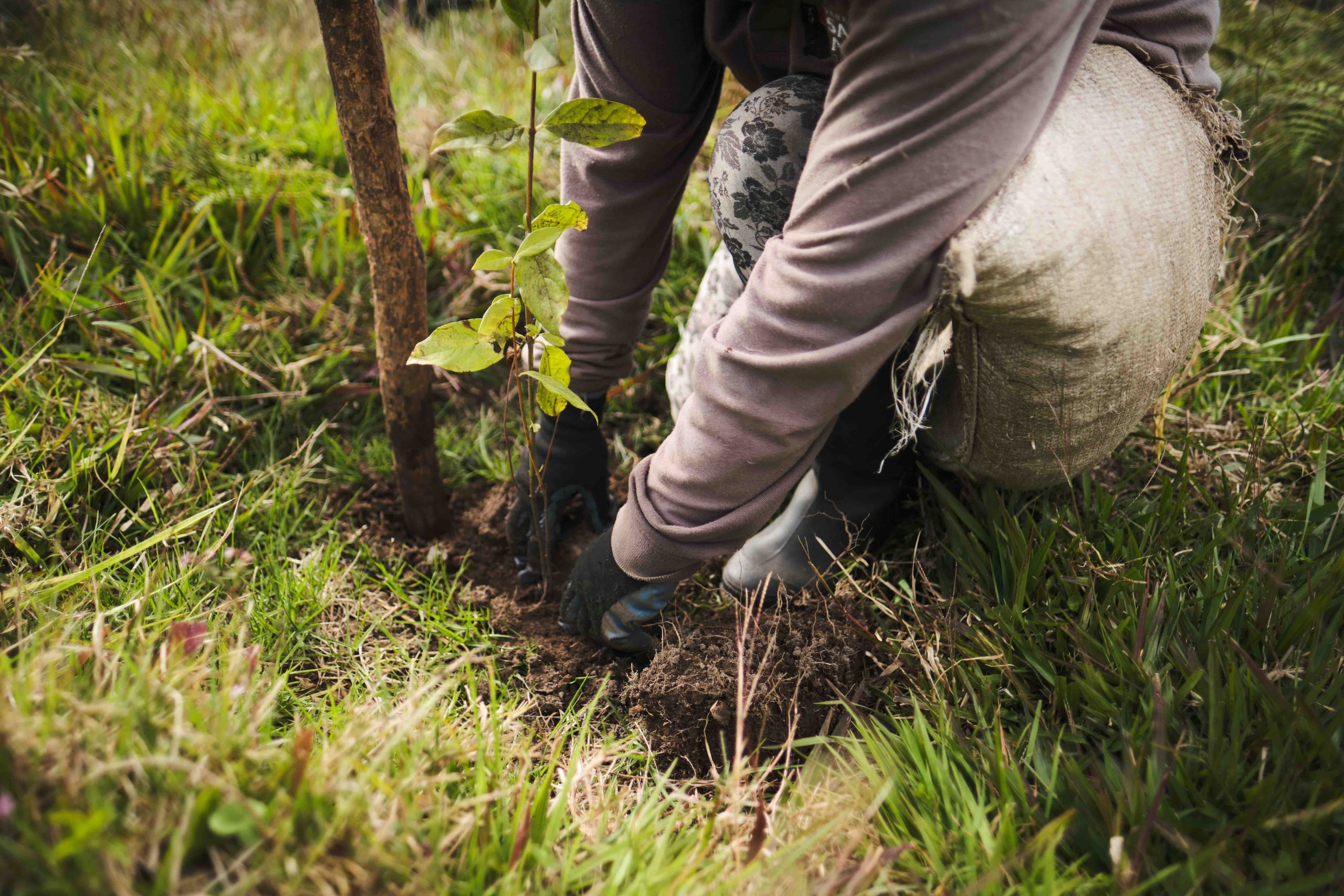 On Earth Day, Grupo Argos Foundation announces that it has reached five ...