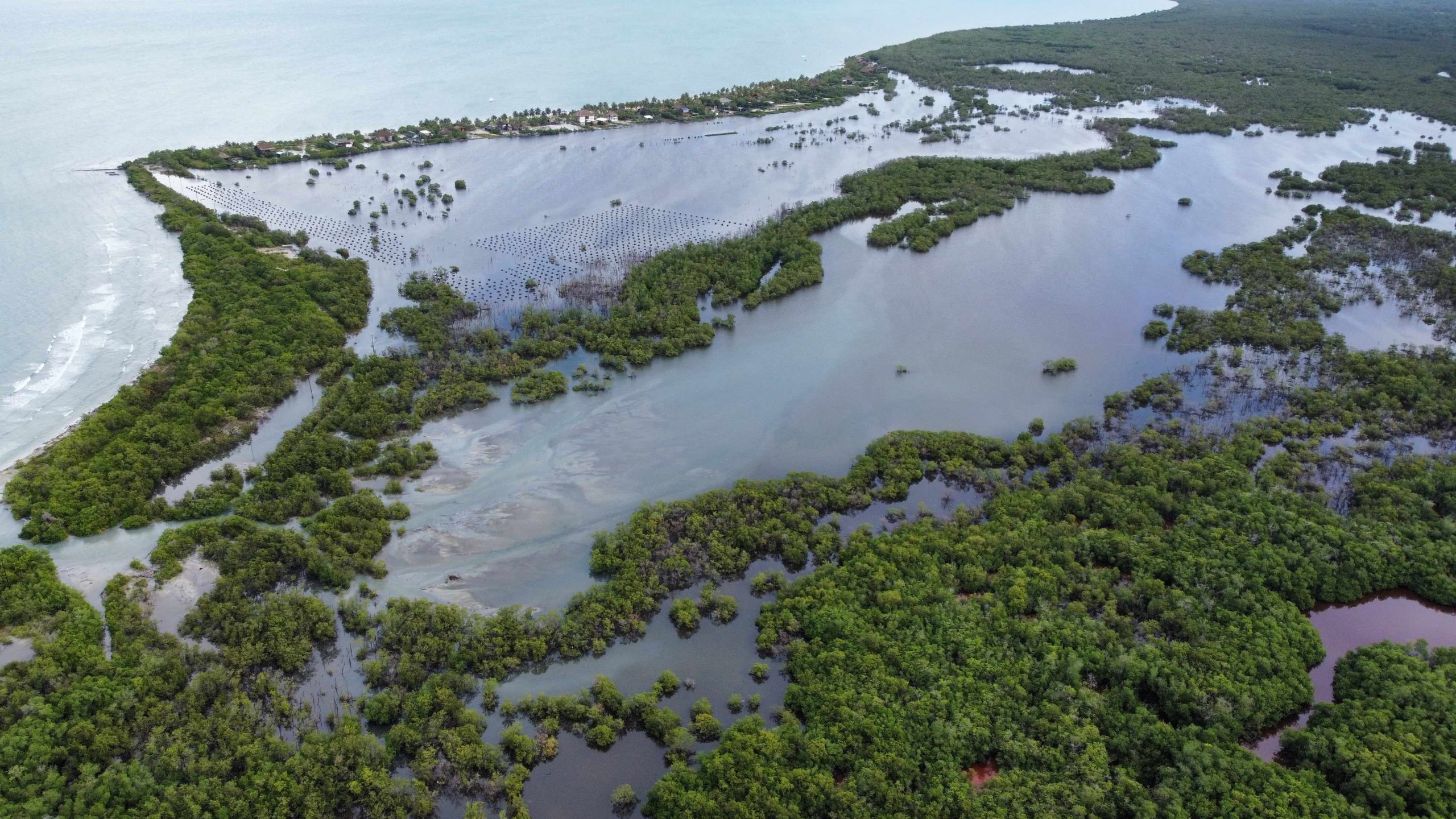 With 190 hectares of mangrove restored, the Grupo Argos Foundation ...